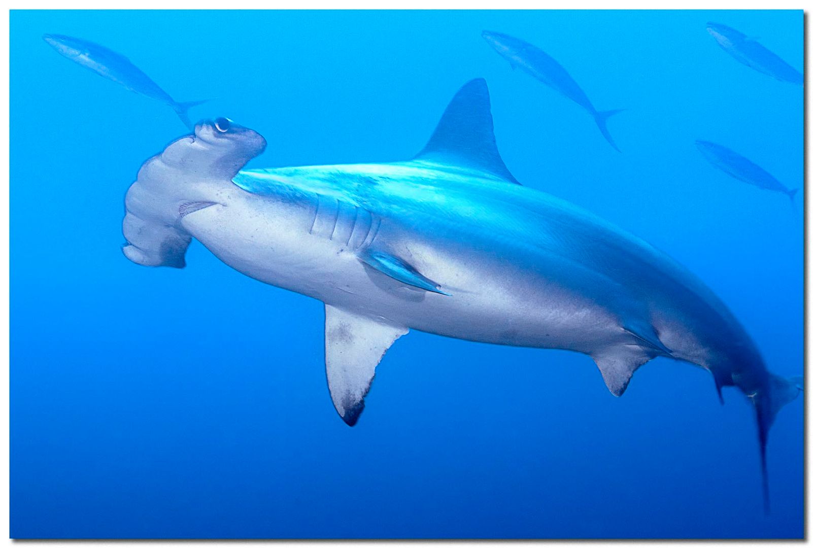 Hammerhai zum Ersten und Letzten... Foto & Bild | unterwasser, uw ...