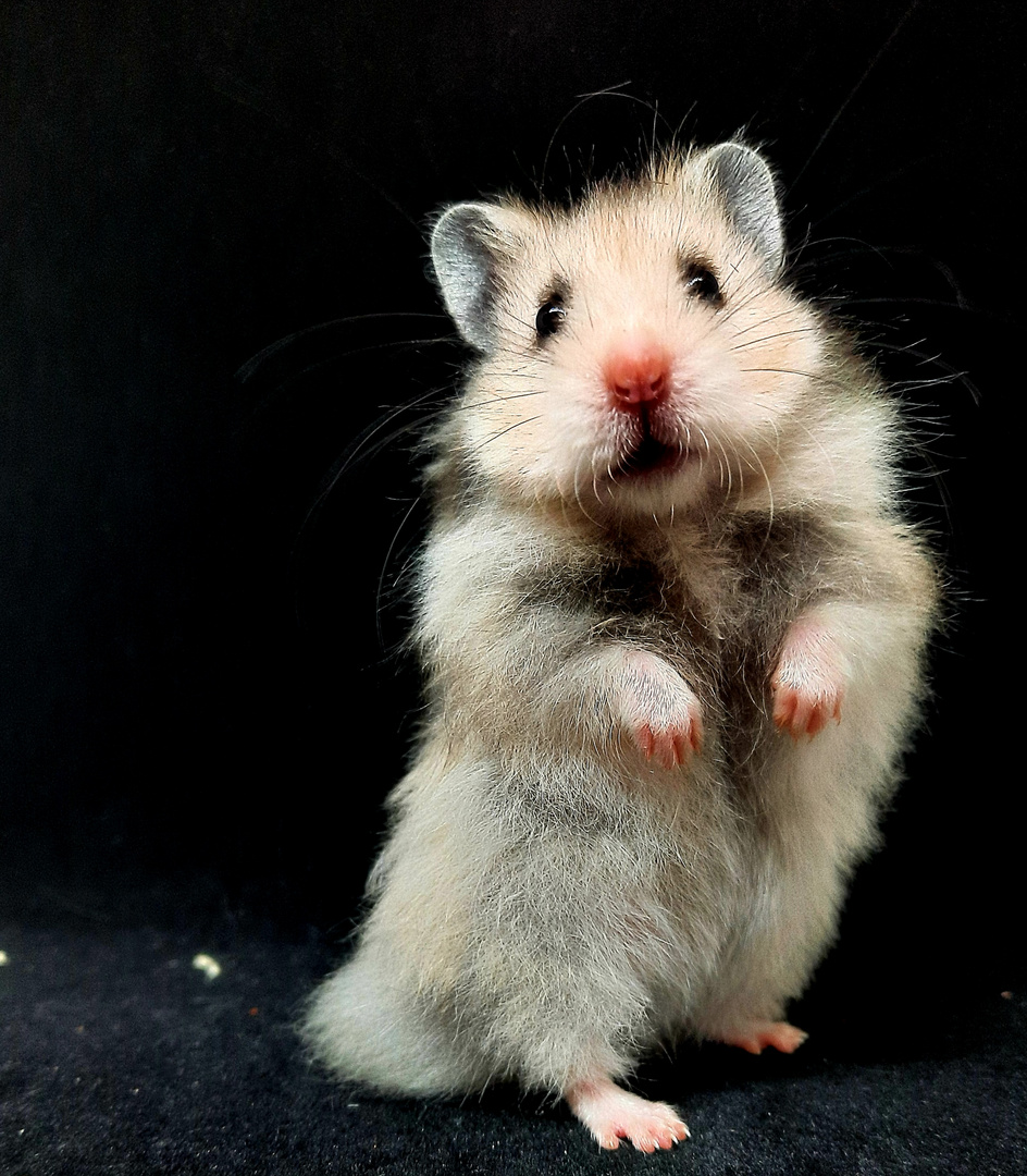 Hamster Foto & Bild | tiere, haustiere, natur Bilder auf fotocommunity