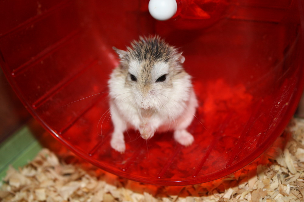 Hamster nain de Roborovski !!! photo et image | animaux, animaux ...
