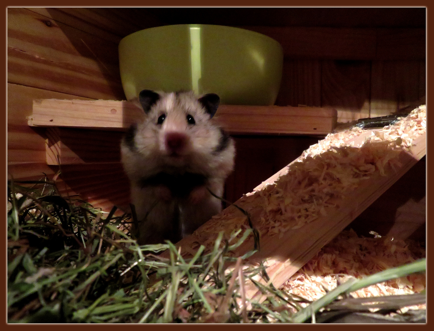 Hamsterbacke ... Foto & Bild | natur, nagetier, tier Bilder auf ...