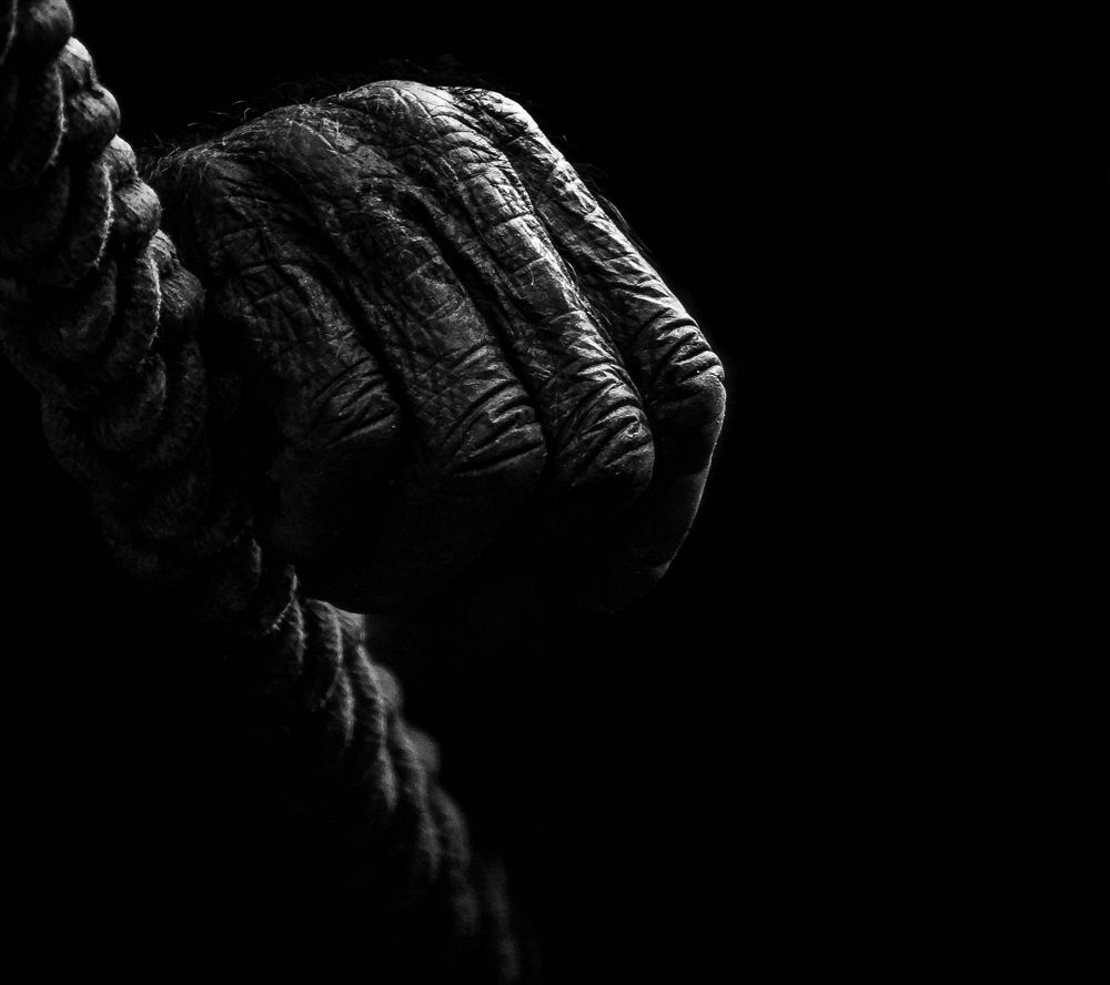 Hand eines Schimpansen Foto & Bild | persönlichkeiten, hand, detail ...