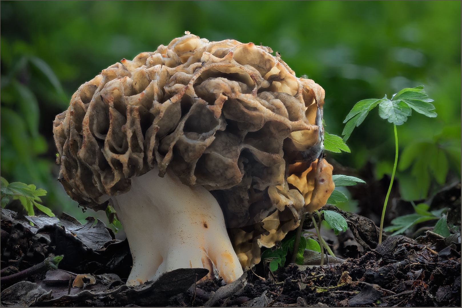 Hang-Morchel Foto & Bild | pilze, pilz, morchel Bilder auf fotocommunity