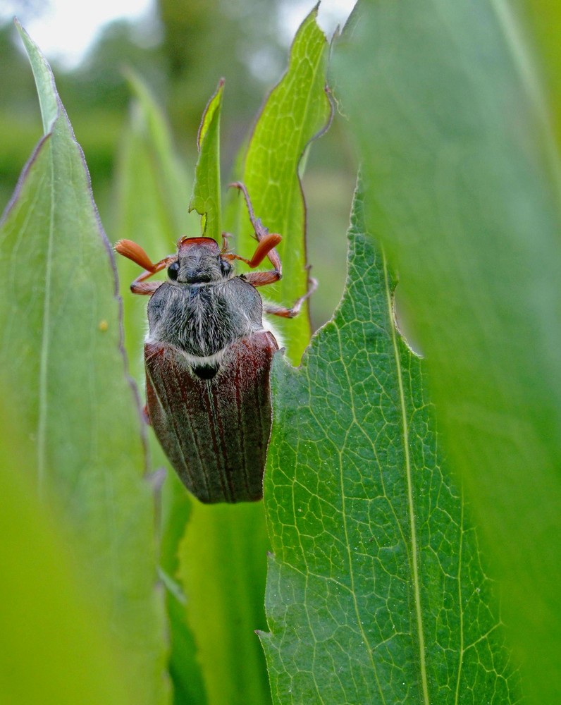 hanneton photo et image | macro nature, macro insectes, papillons ...