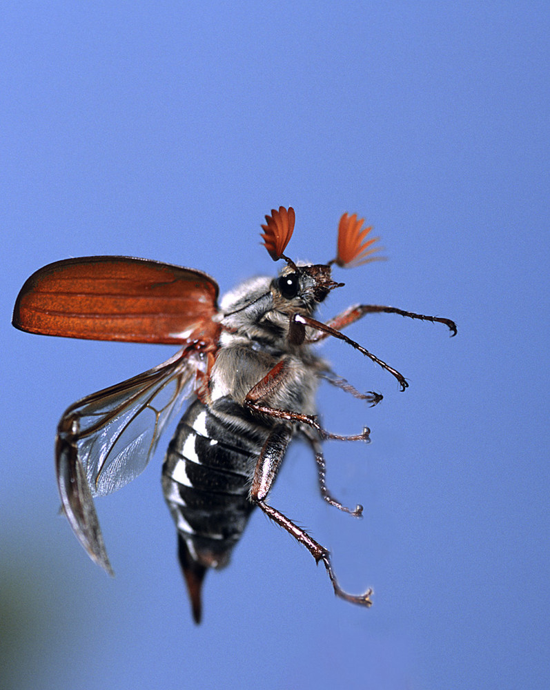 HANNETON L'ENVOL - Image & Photo de lalanne de Concours Insectes ...
