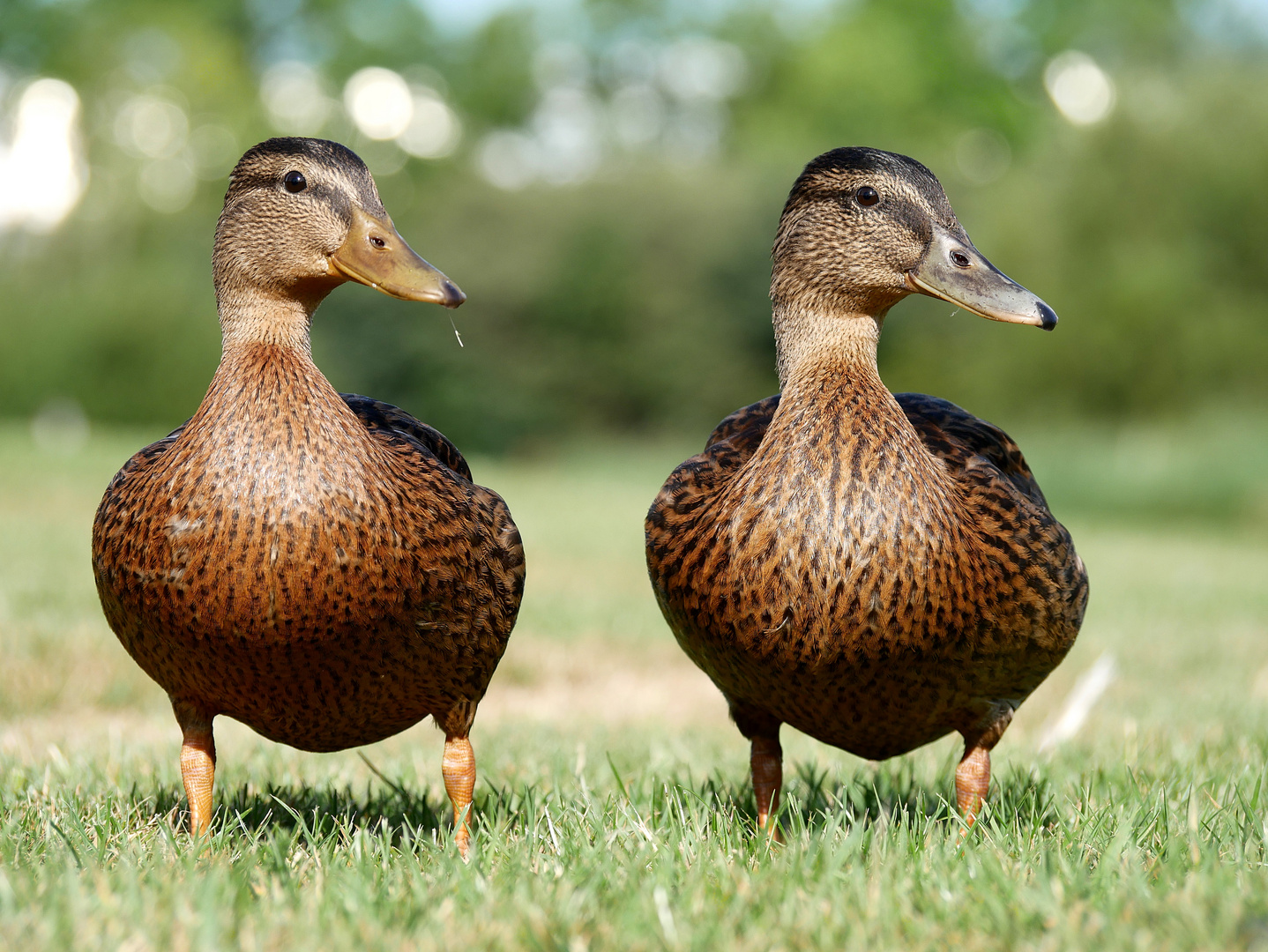 Hanni und Nanni Foto & Bild | sommer, natur, see Bilder auf fotocommunity