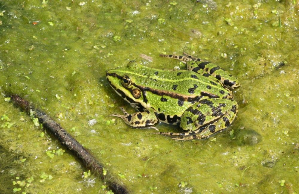 Hans Bader - "Grüner Frosch" Foto & Bild | tiere, wildlife, amphibien ...