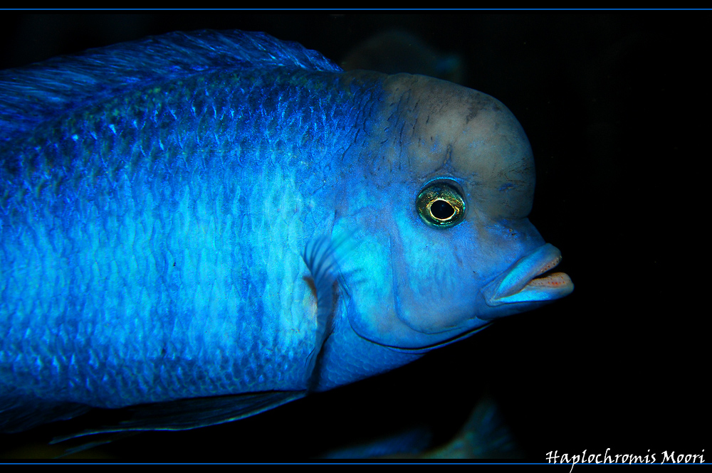 Haplochromis (Cyrtocara) Moori (Süßwasserdelfin) Foto & Bild | tiere ...