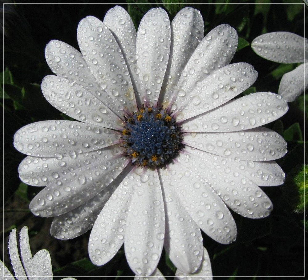 Happy Birthday elly b. Foto & Bild | gratulation und feiertage ...