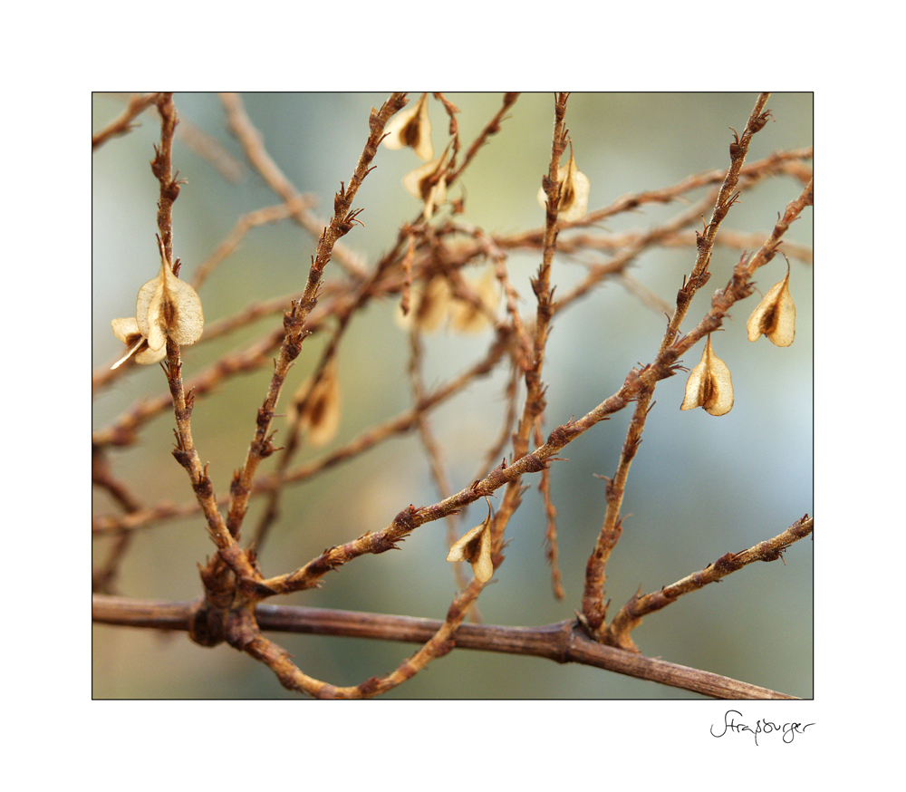 Happy birthday Micha! Foto & Bild | abstraktes, natur-kreativ ...