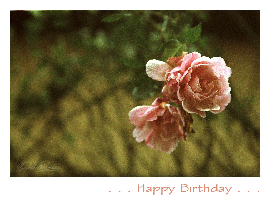 Happy Birthday wieder x2 ;) Foto & Bild | gratulation und feiertage ...