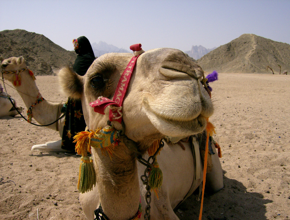 Happy Camel photo & image | africa, egypt, north africa images at photo ...