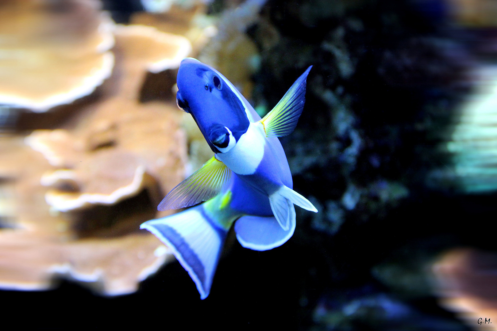 happy Fish Foto & Bild | tiere, wildlife, fische Bilder auf fotocommunity