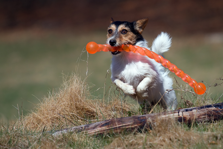 Happy Pebby... Foto & Bild | tiere, haustiere, hunde Bilder auf ...