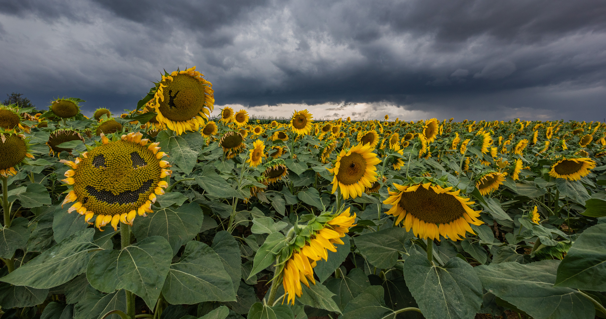 Happy when it rains Foto & Bild | deutschland, europe, rheinland-pfalz ...