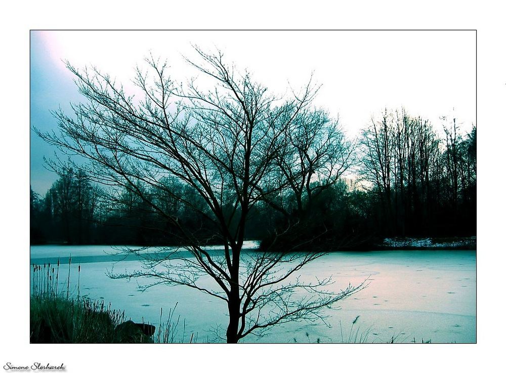 ~ Hard Winter ~ Foto & Bild | jahreszeiten, winter, natur Bilder auf ...