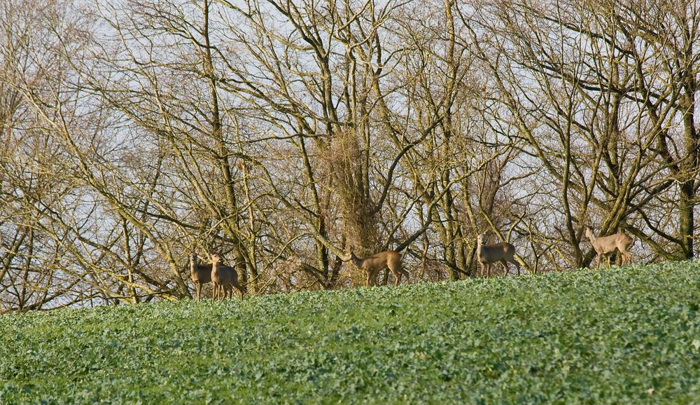 Harde photo et image | animaux, animaux sauvages, cervidés sauvages ...