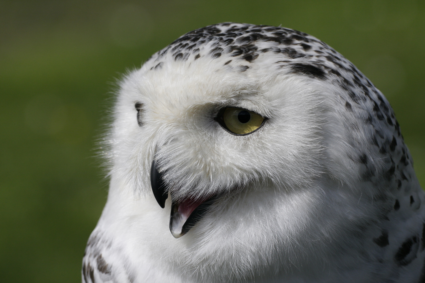 Harfang des neiges photo et image | animaux, zoo et animaux en ...