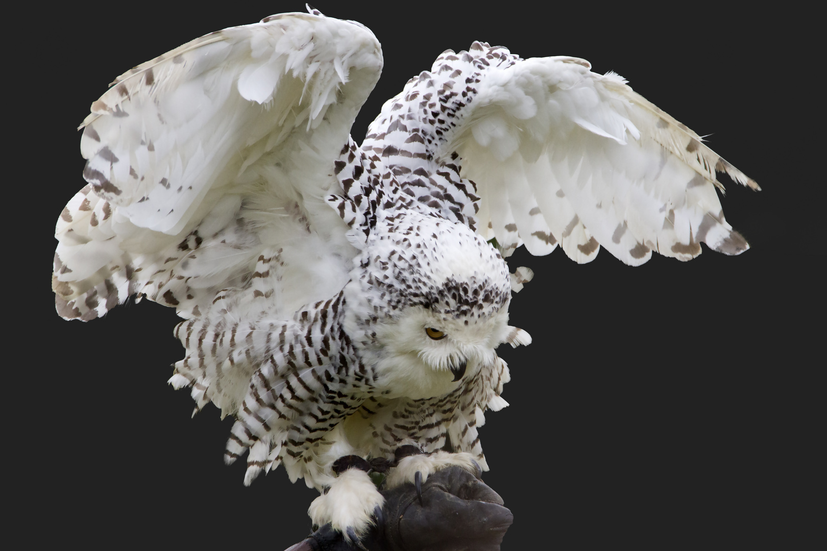 Harfang des neiges photo et image | nature, world, animaux Images ...