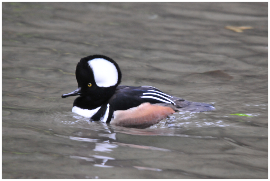 Harle couronné mâle photo et image | animaux, animaux sauvages, oiseaux ...
