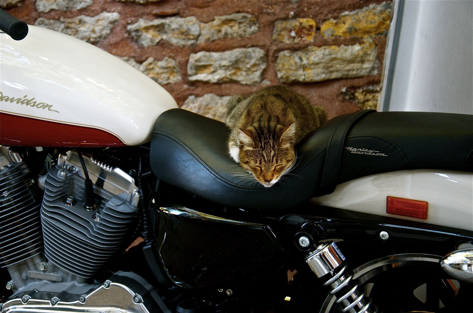 Harley Davidson Cat Foto & Bild | europe, turkey, istanbul Bilder auf ...