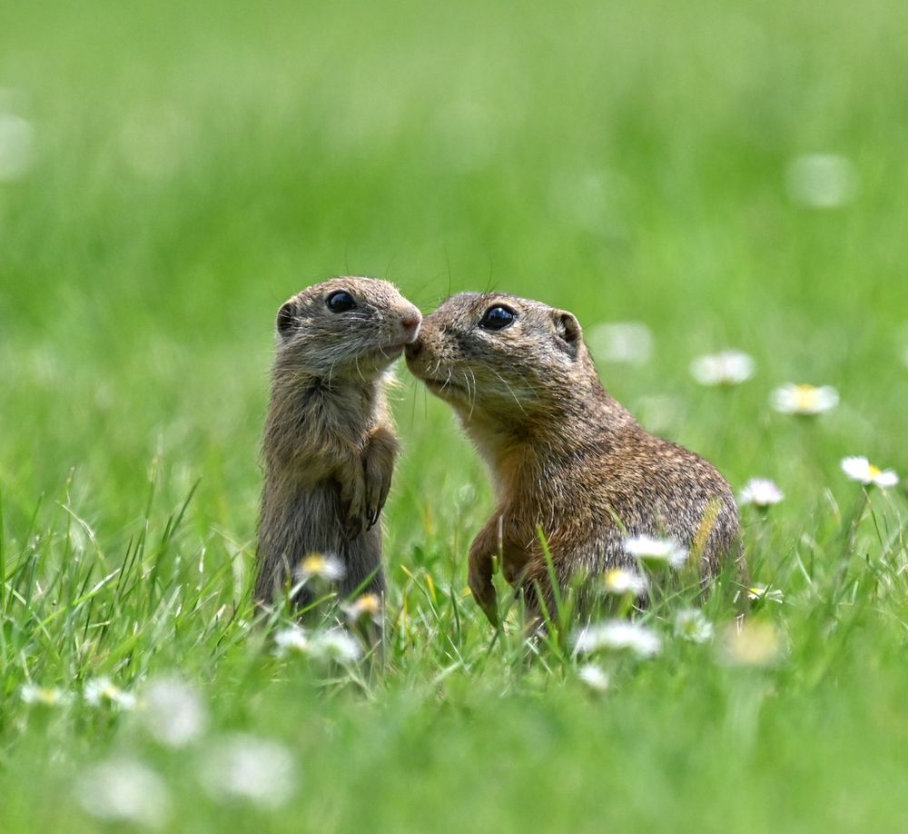 Harmonie Foto & Bild | natur, tiere, wildlife Bilder auf fotocommunity