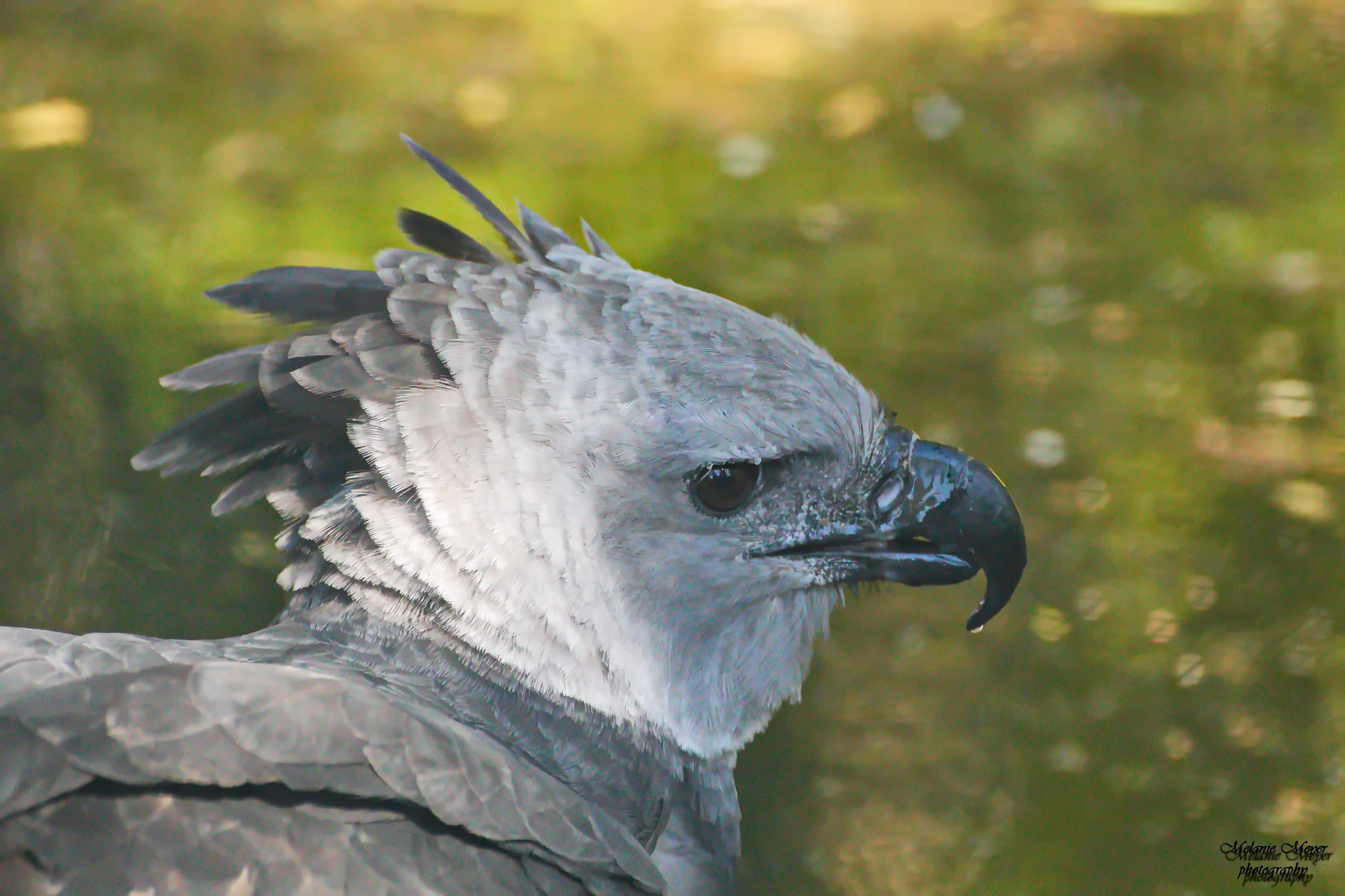 Harpia harpyja Foto & Bild | natur, greifvogel, tiere Bilder auf ...