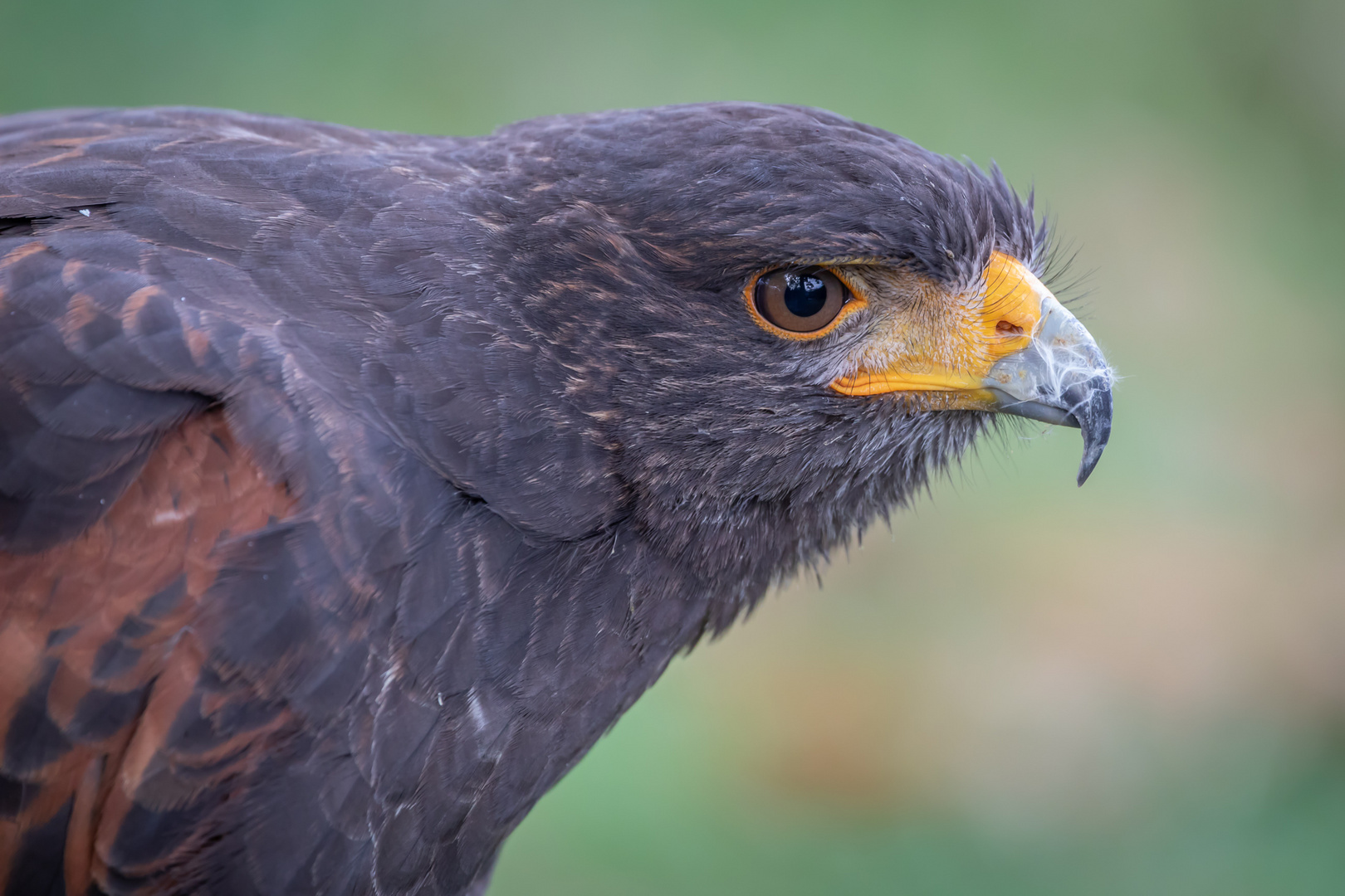Harris Hawk Foto & Bild | natur, zoo, tiere Bilder auf fotocommunity