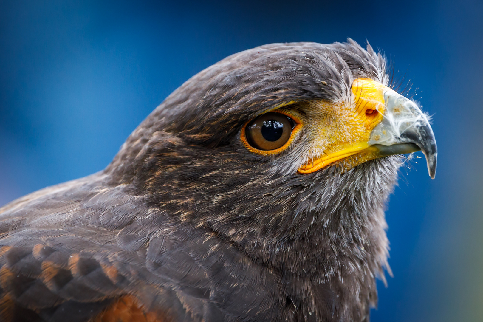 Harris Hawk Foto & Bild | tiere, wildlife, wild lebende vögel Bilder ...