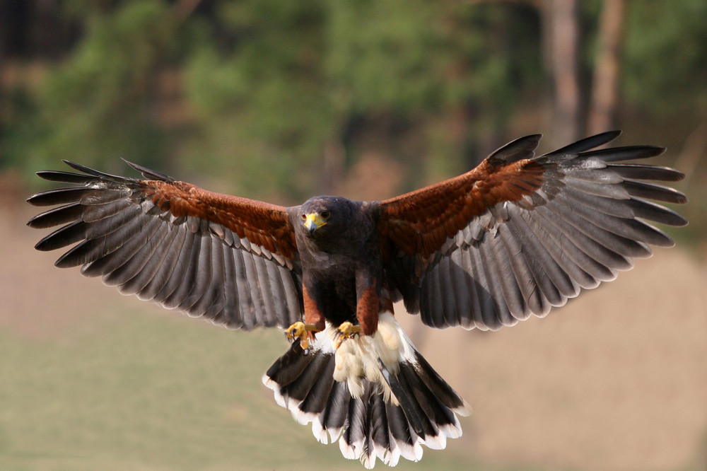 Harris Hawk Foto & Bild | natur, zoo, tiere Bilder auf fotocommunity