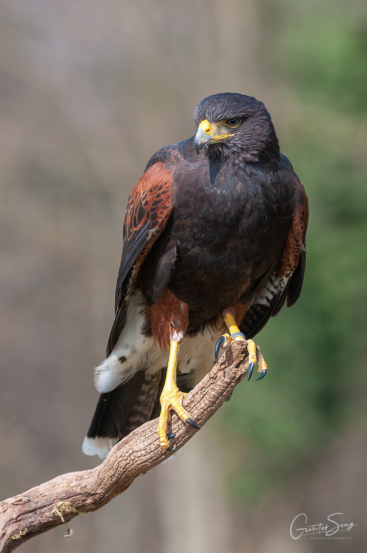 Harrishawk Foto & Bild | tiere, zoo, wildpark & falknerei, natur Bilder ...