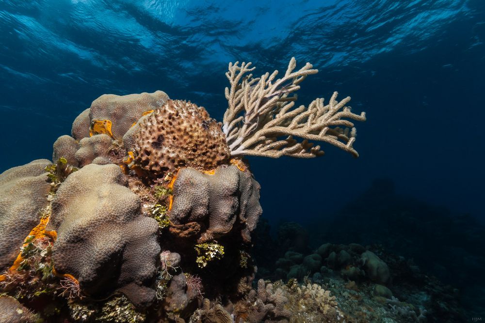 Hart und weich Foto & Bild | north america, mexico, tiere Bilder auf ...