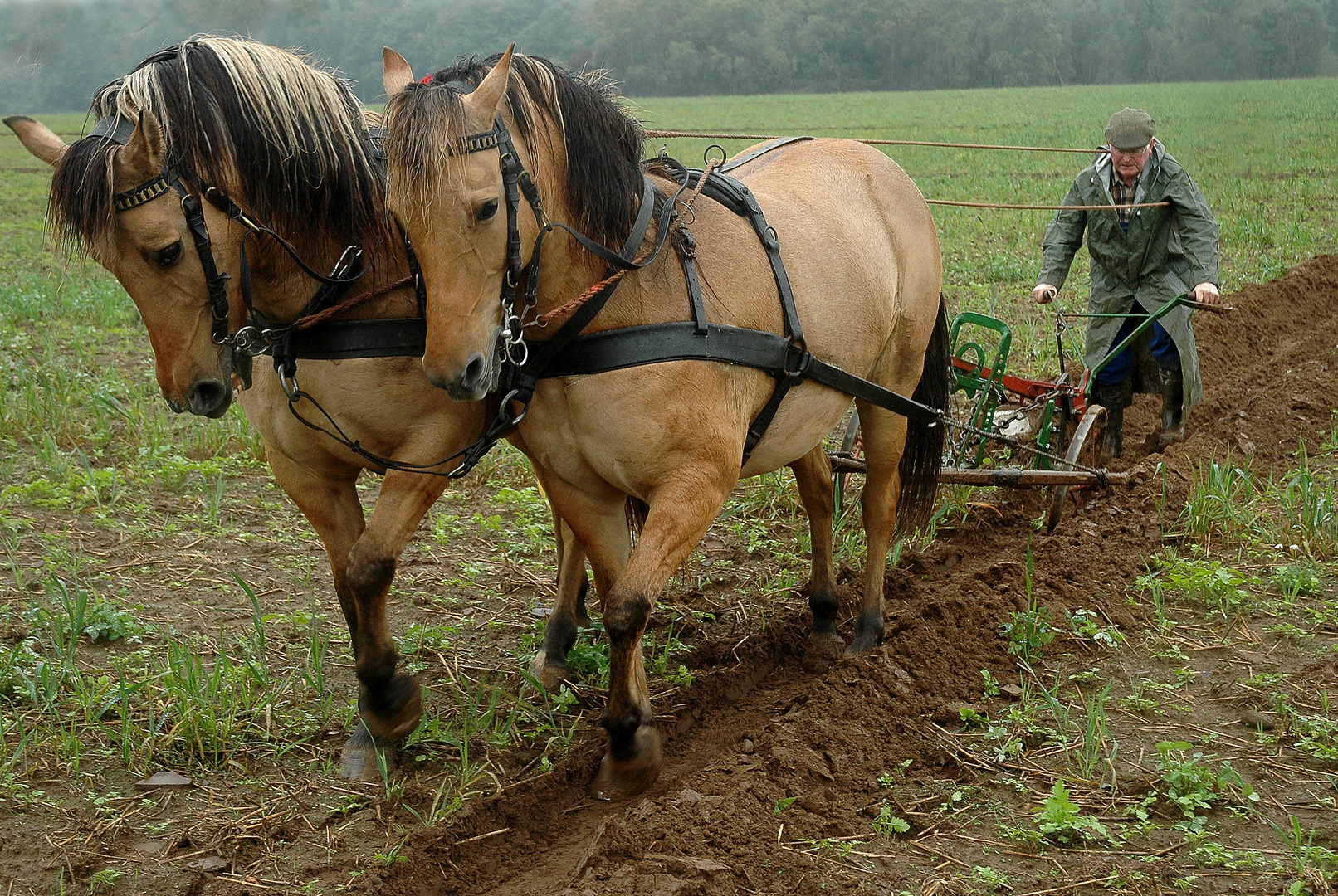 Harte Arbeit mit Tradition; Gespannpflügen Foto & Bild | tiere ...