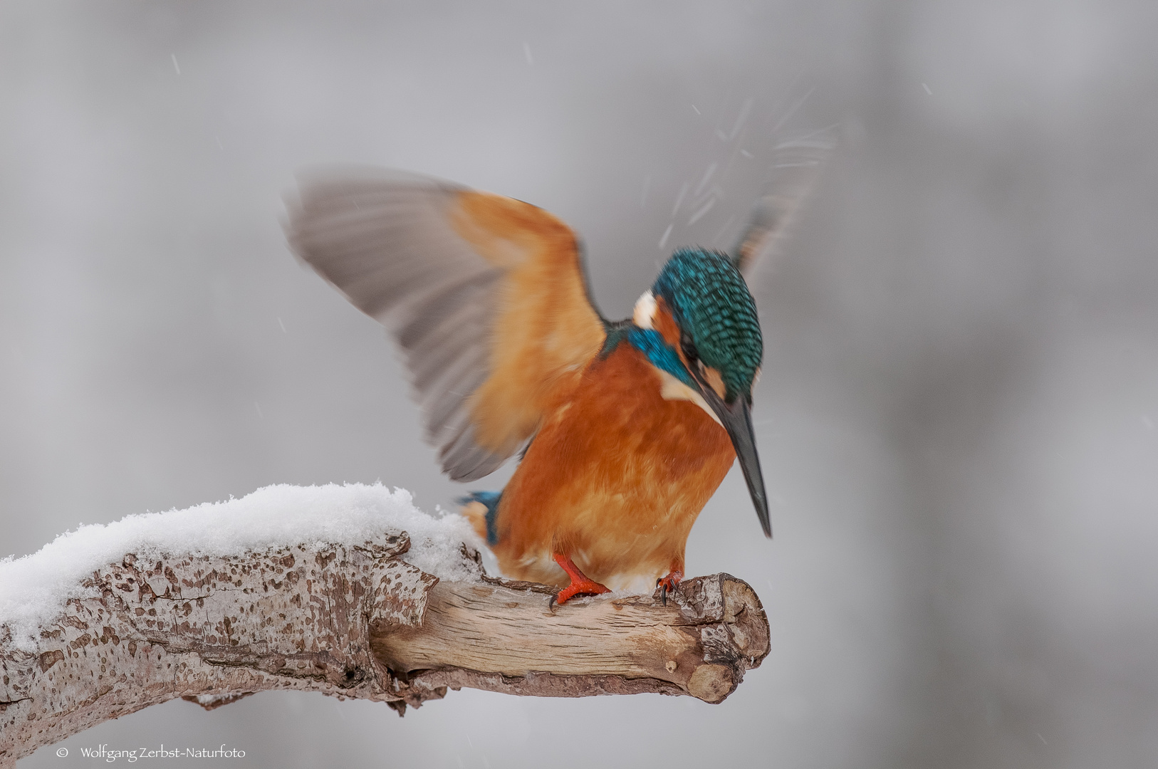 - HARTE ZEITEN FÜR DIE EISI,s. - Foto & Bild | fotos, world, natur ...