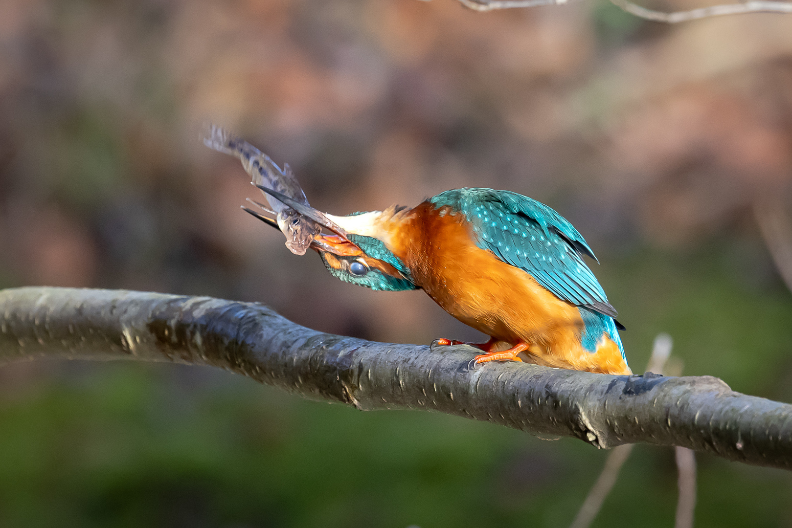 Harter Aufprall Foto & Bild | tiere, wildlife, wild lebende vögel ...