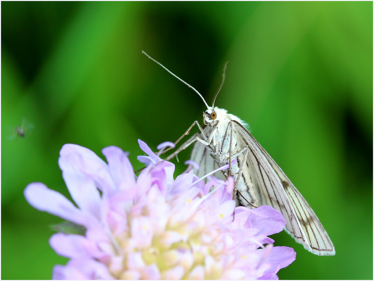 Hartheu-Spanner (Siona lineata)... Foto & Bild | natur, nachtfalter ...