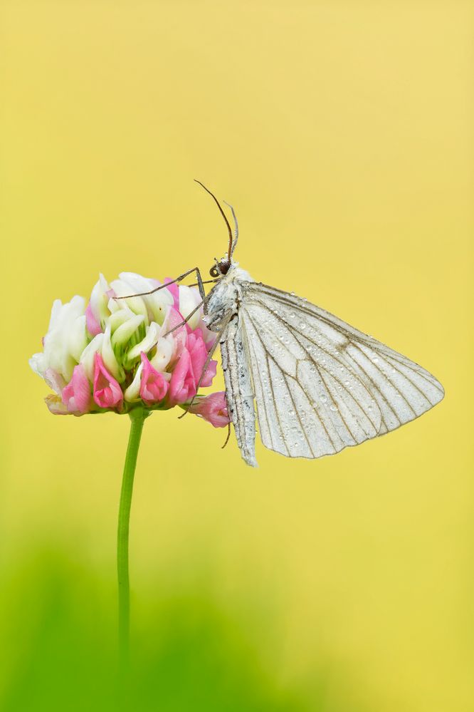 Hartheu-Spanner - Siona lineata #2 Foto & Bild | tiere, wildlife ...