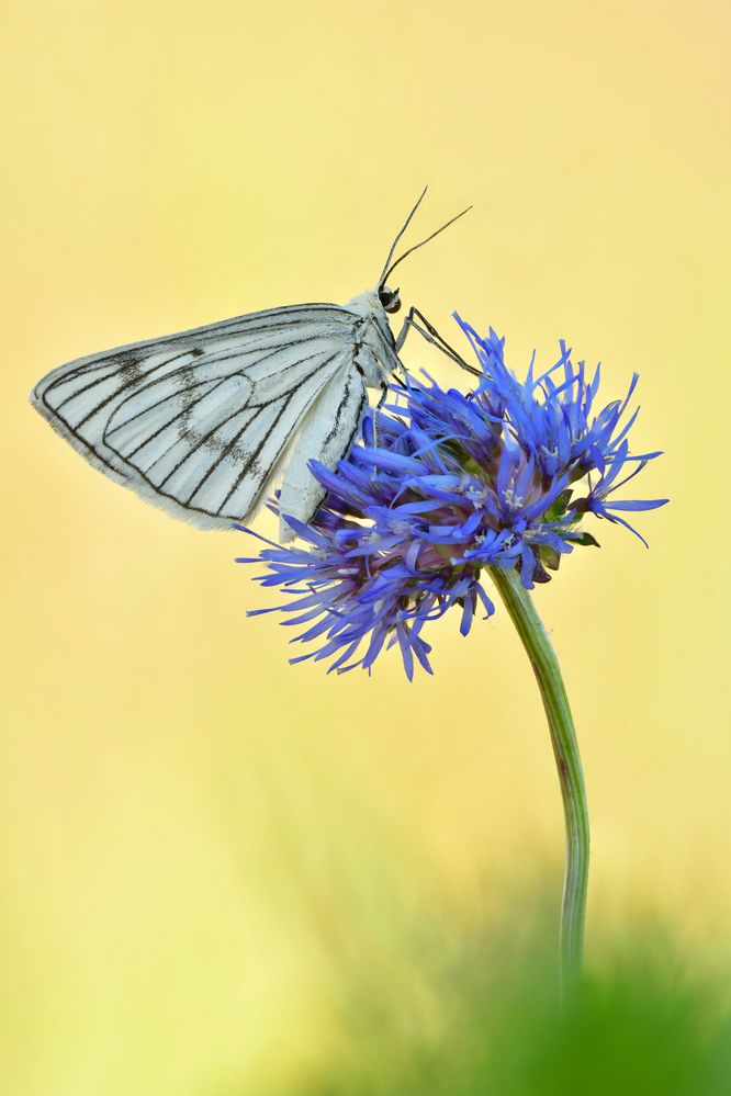 Hartheu-Spanner - Siona lineata #4 Foto & Bild | tiere, wildlife ...
