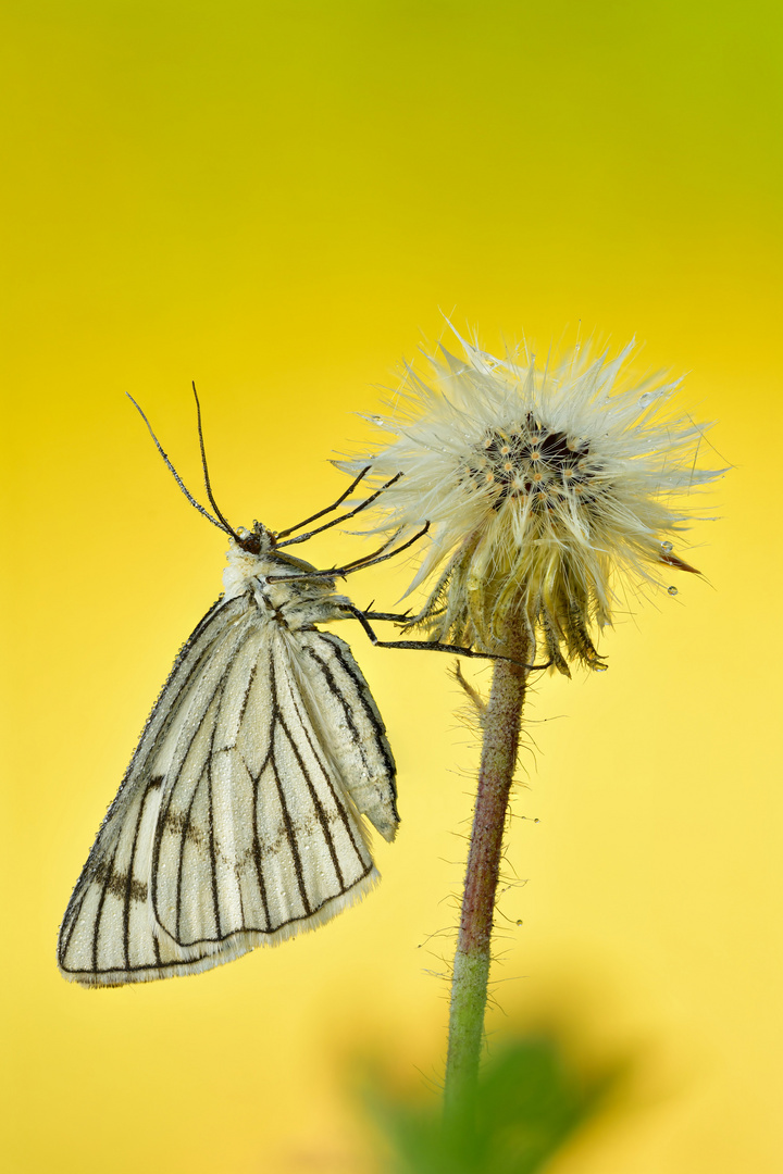 Hartheu-Spanner - Siona lineata #6 Foto & Bild | tiere, wildlife ...