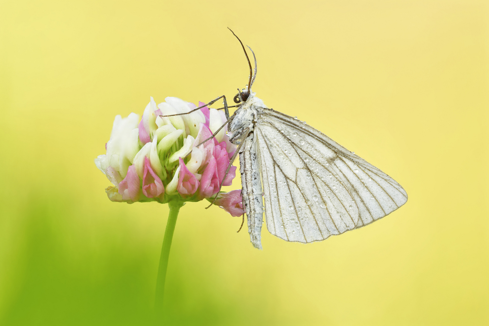 Hartheu-Spanner - Siona lineata #7 Foto & Bild | tiere, wildlife ...