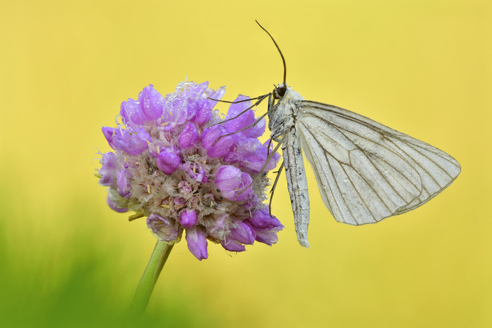 Hartheu-Spanner - Siona lineata #8 Foto & Bild | tiere, wildlife ...