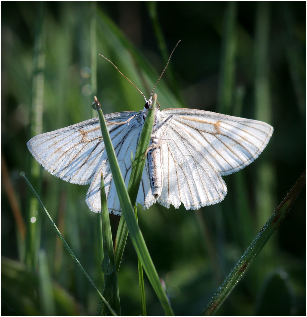 Hartheu-Spanner (Siona lineata). Foto & Bild | natur, nachtfalter ...
