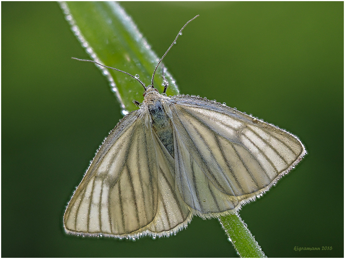 Hartheu-Spanner (Siona lineata) II..... Foto & Bild | natur ...