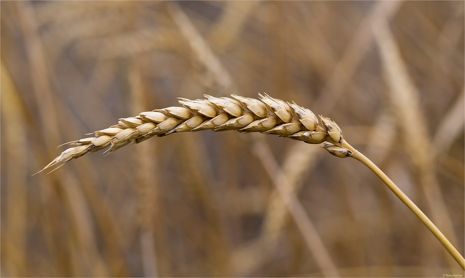 Hartweizen Foto & Bild | pflanzen, pilze & flechten, blüten ...