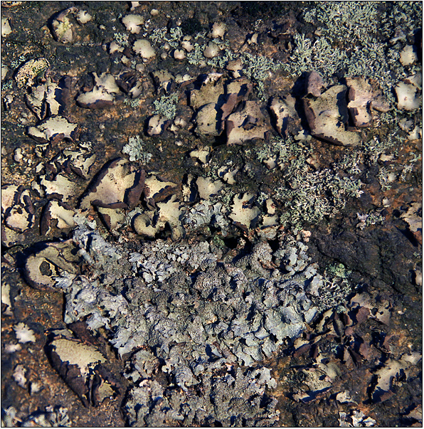 Harzer Flechten Foto & Bild | pflanzen, pilze & flechten, pilze & flechten, flechten, diverse ...