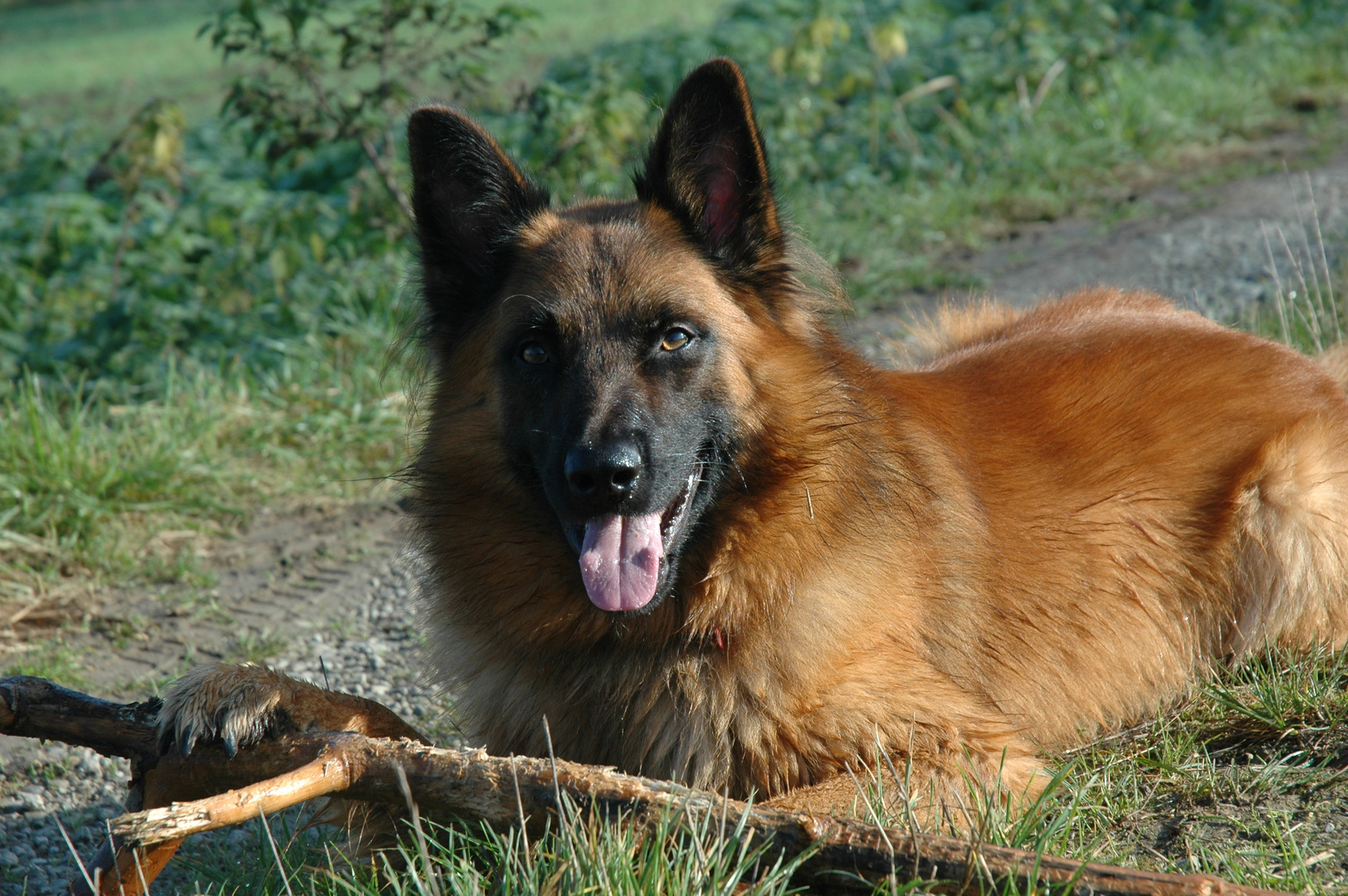 Harzer Fuchs Foto & Bild | tiere, haustiere, hunde Bilder auf fotocommunity