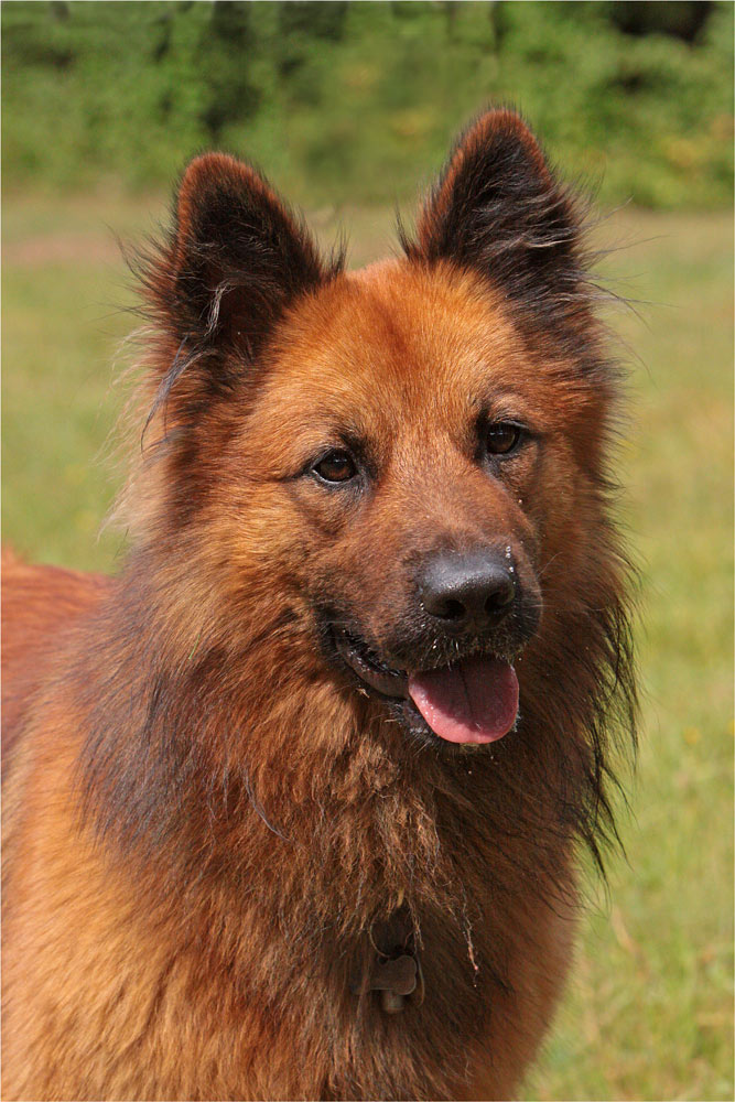 Harzer Fuchs Foto & Bild | hunde, natur, tiere Bilder auf fotocommunity