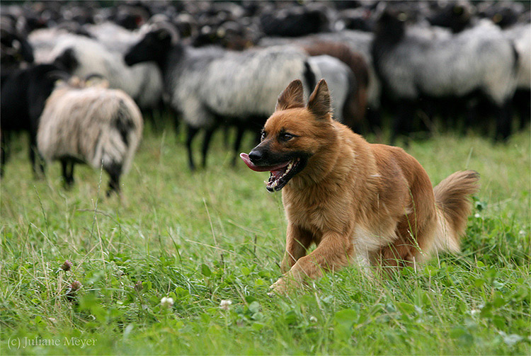 Harzer Fuchs... Foto & Bild | tiere, haustiere, hunde Bilder auf ...