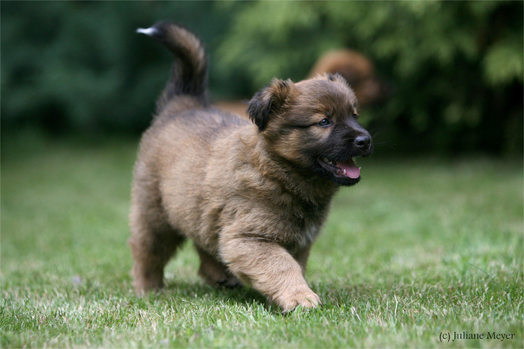 Harzer Fuchs Welpe Foto & Bild | tiere, haustiere, hunde Bilder auf ...