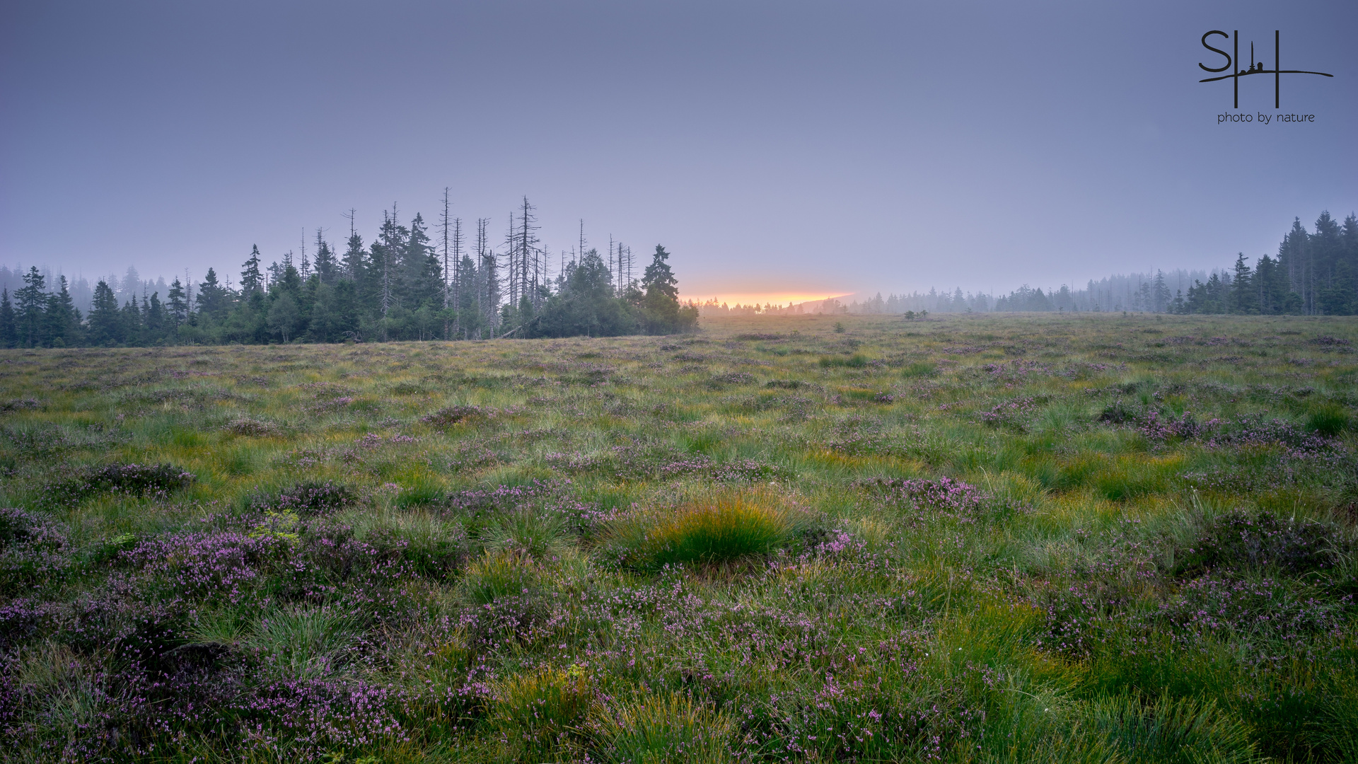 Harzer Moor Foto & Bild | landschaft, kulturlandschaften, bäume Bilder ...