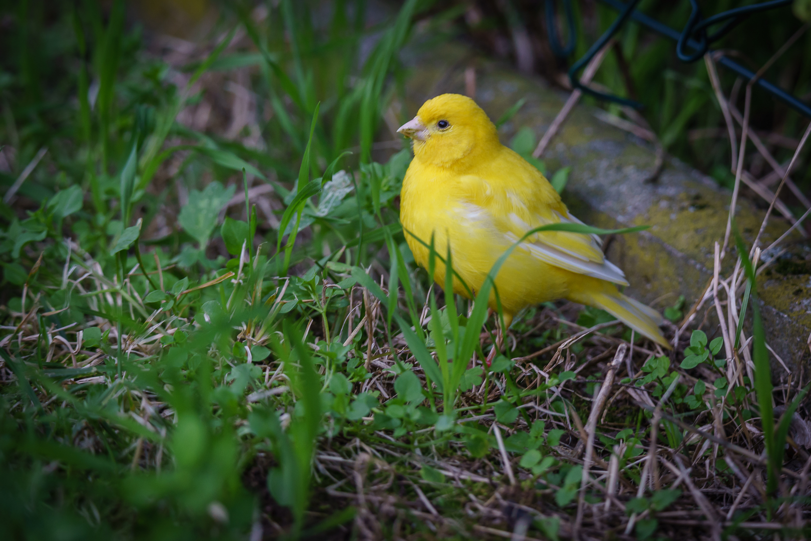 Harzer Roller Foto & Bild | deutschland, europe, sachsen- anhalt Bilder ...